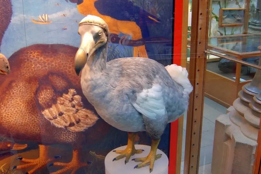 Dodo 2.0: The Comeback of the World’s Most Famous Extinct Bird ...