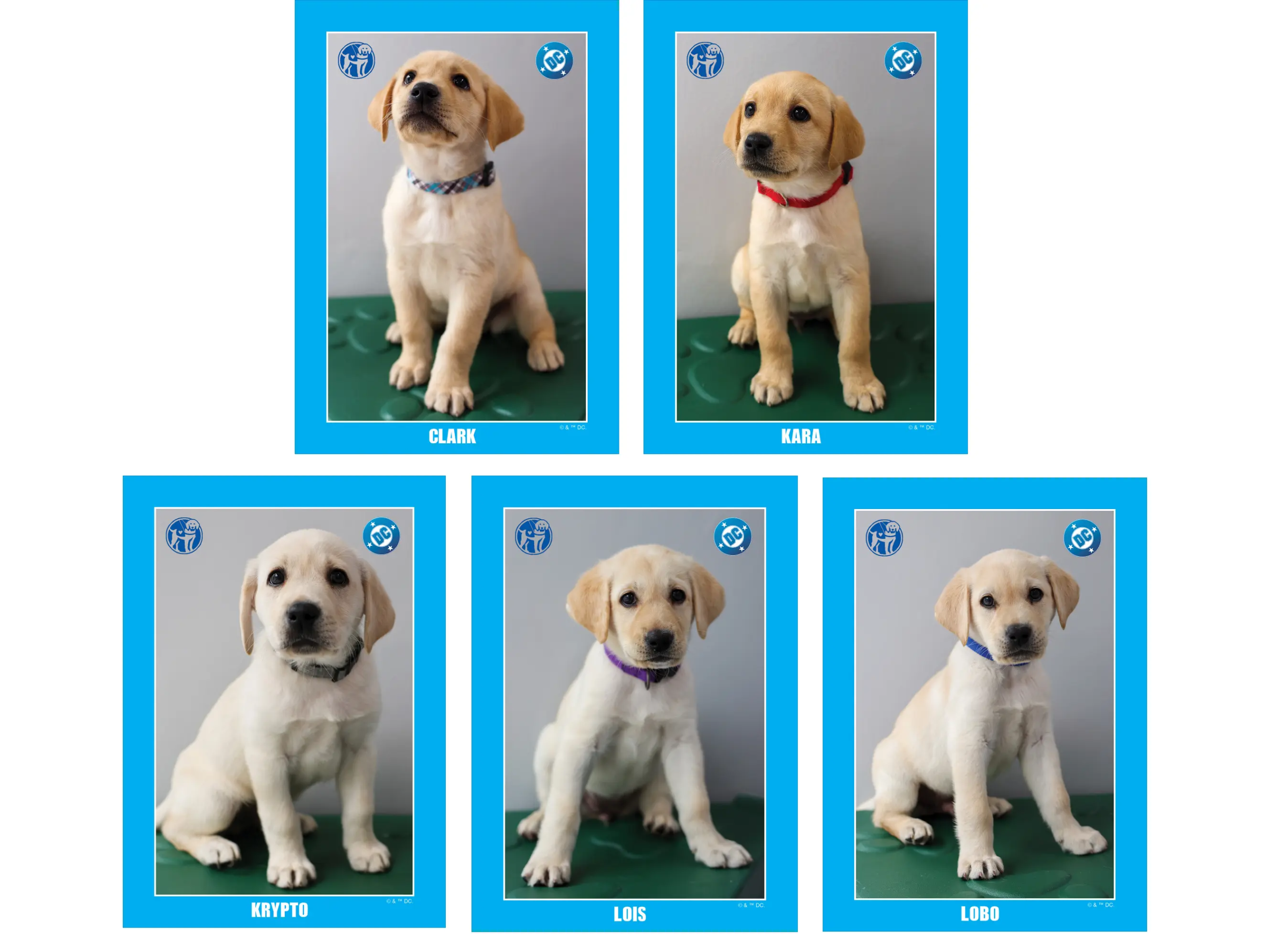 DC Sponsors Guide Dogs Of America With Five Pups Named After Heroes ...